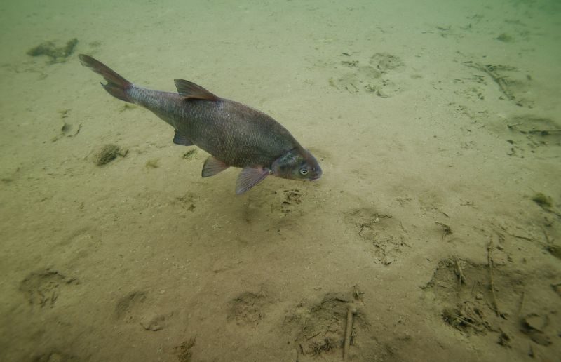 Brème - Fédération de Pêche de l'Allier