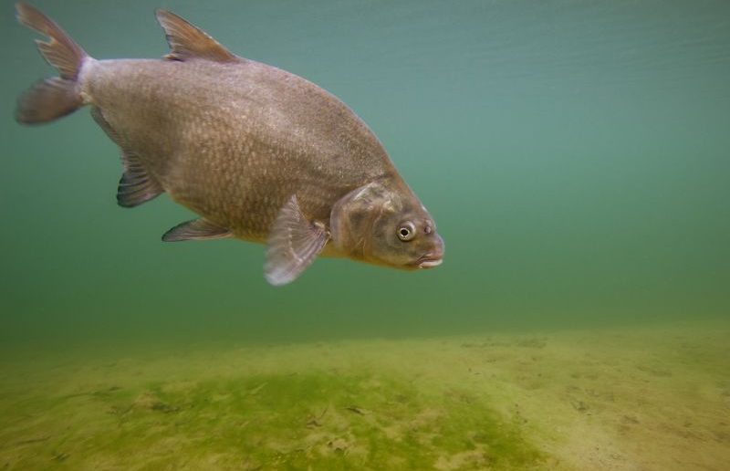 Brème - Fédération de Pêche de l'Allier
