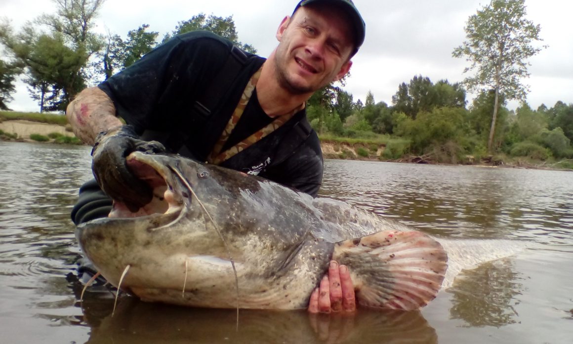 Silure - Fédération de Pêche de l'Allier