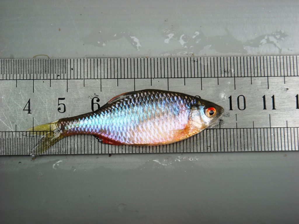 Bouvière mâle - Fédération de Pêche de l'Allier