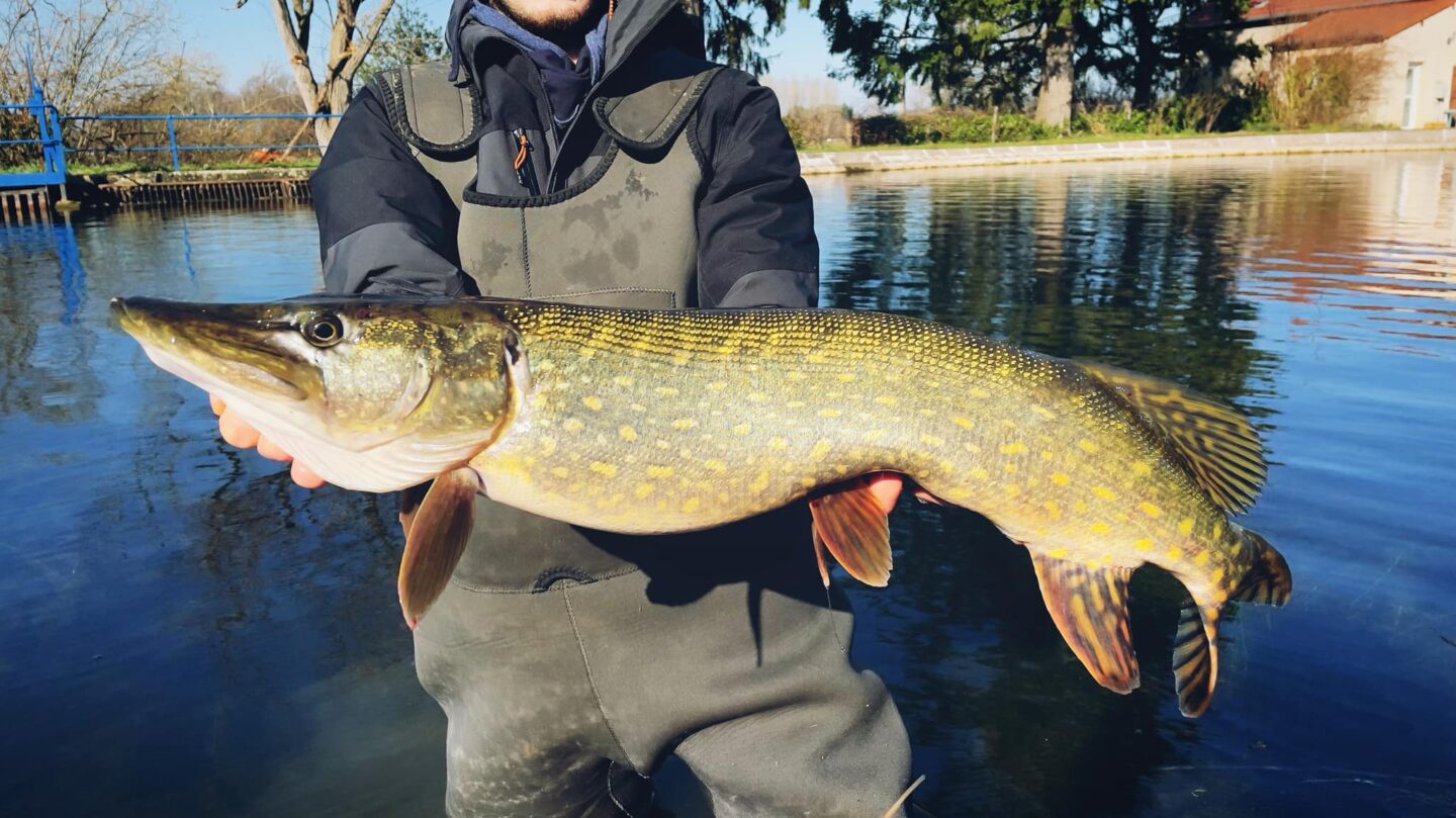Ouverture De La Peche Du Brochet Fédération De Pêche De Lallier